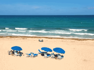 Top 19 Dog Friendly Beaches In Florida 2026