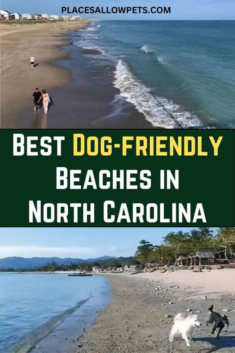 20 Dog-Friendly Beaches In North Carolina For Your Next Adventure